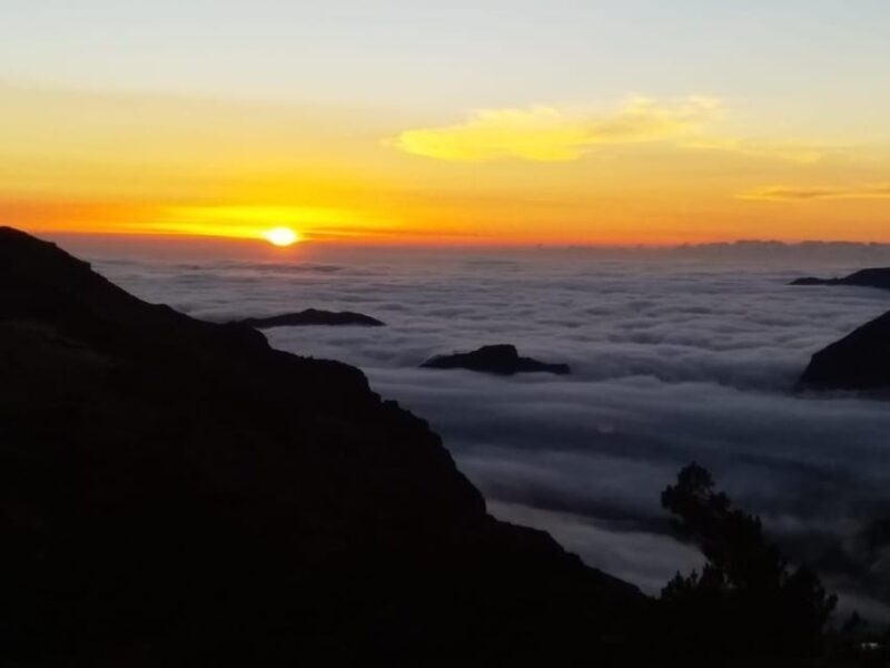 Madeira: Birdwatching - The Endemics - The Cost and What You Get