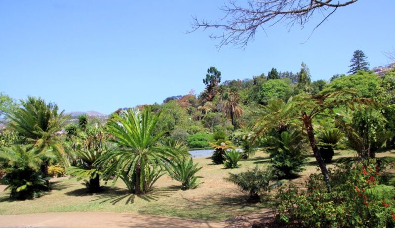 Madeira: Botanical Garden in a Tuk-Tuk Tour - A Closer Look at the Experience