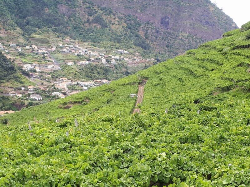 Madeira: Cabo Girão, Wine Tasting, & Serra d'Água Jeep Tour - The Vineyard & Wine Tasting Experience