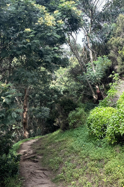 Madeira: Cliff Hanger Vereda Larano Hike Machico - The Cultural and Flavourful Interlude in Porto da Cruz