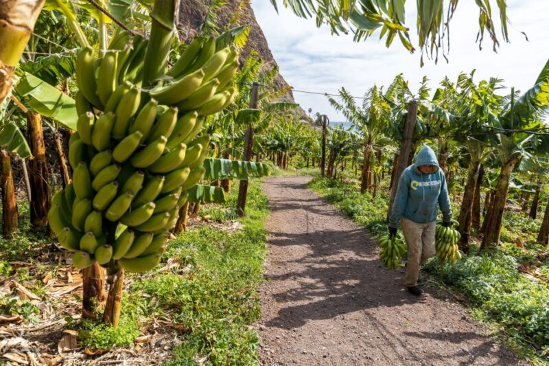 Madeira: Faja dos Padres Private Sightseeing Tour - Transportation and Comfort