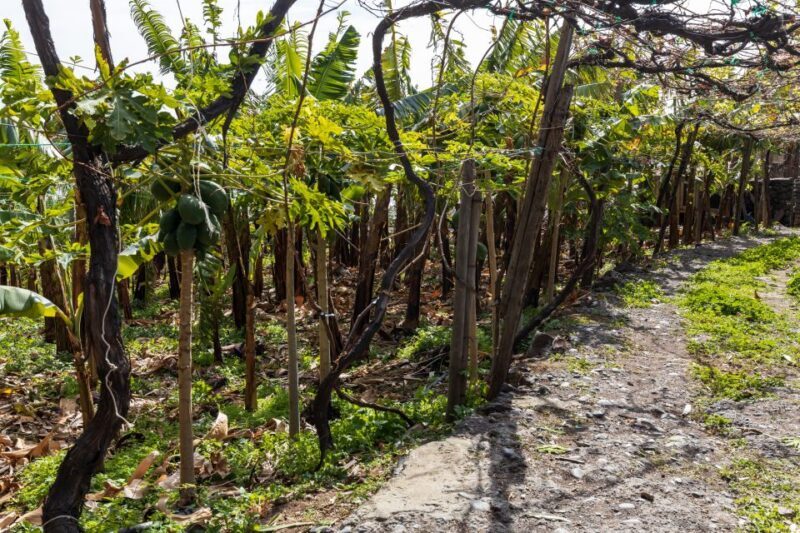 Madeira: Faja dos Padres Private Sightseeing Tour - The Sum Up