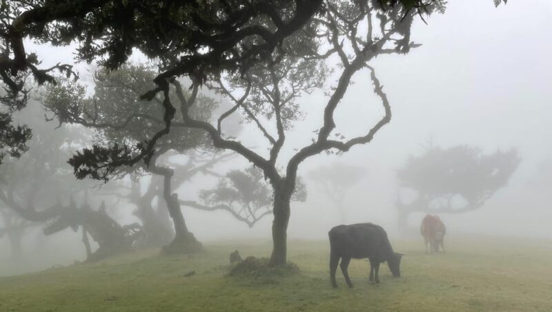 Madeira: Fanal Forest and Cabo Girão for Cruise Ship - Making the Most of Your Madeira Cruise Shore Excursion