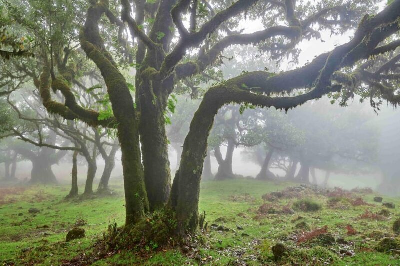Madeira: Fanal Forest and Cabo Girão for Cruise Ship - Ribeira da Janela: Coastal Rock Formations
