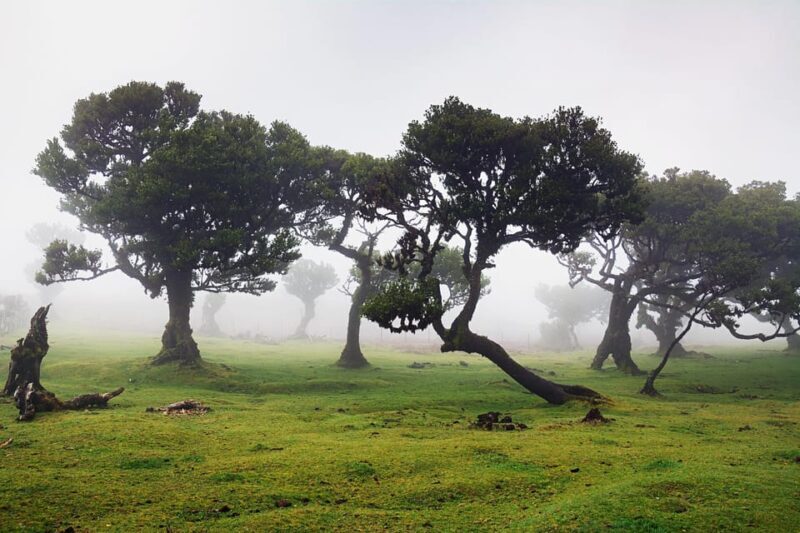 Madeira: Fanal Forest and Cabo Girão for Cruise Ship - Practicalities and Considerations