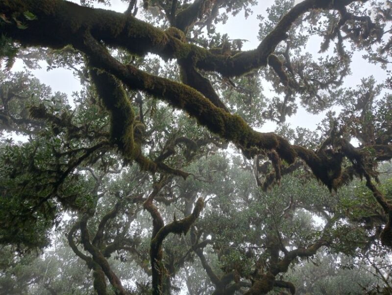 Madeira: Fanal Forest Guided Hiking Tour - The Charm of Fanal Forest: An Authentic Madeira Experience