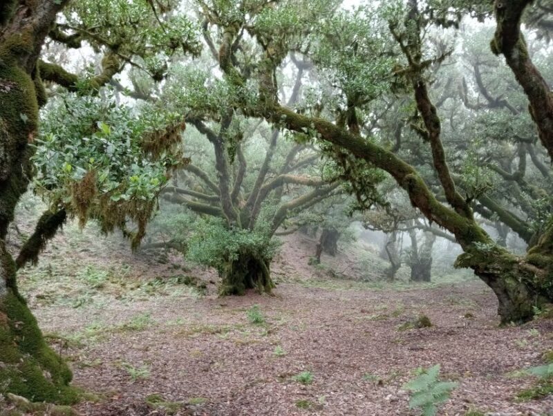 Madeira: Fanal Forest Guided Hiking Tour - FAQ