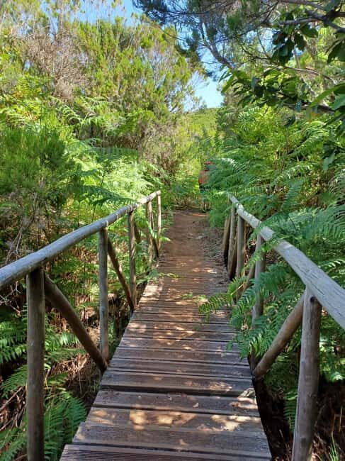 Madeira: Fanal Forest Walk & Meal - Exploring Madeira’s Fanal Forest Walk & Meal: A Balanced Look