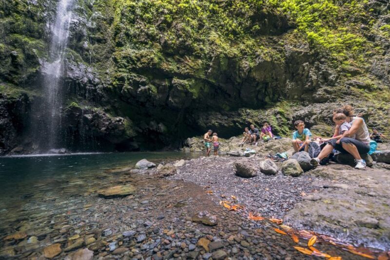 Madeira: Full-Day Laurel Forest Guided Walking Tour - An In-Depth Look at the Madeira Laurel Forest Tour
