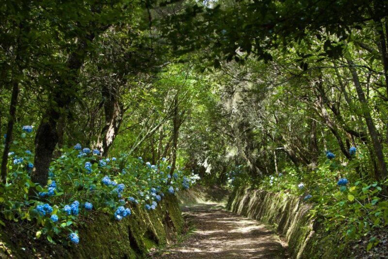 Madeira: Full-Day Laurel Forest Guided Walking Tour - Final Thoughts: Is It Worth It?