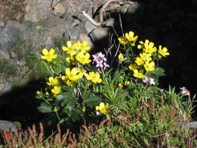 Madeira: Full-Day Pico Ruivo / Achada do Teixeira Walk - Frequently Asked Questions
