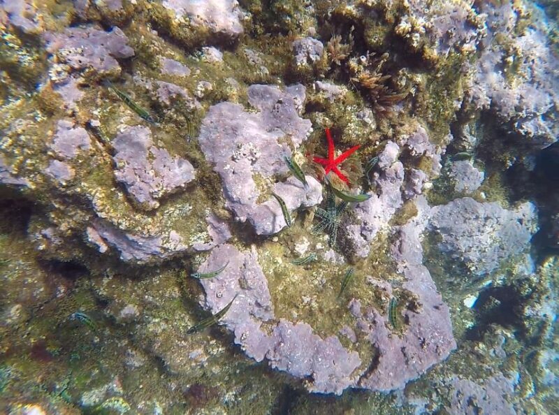 Madeira: Garajau Nature Reserve Kayak and Snorkel Tour - Accessibility and Practicalities