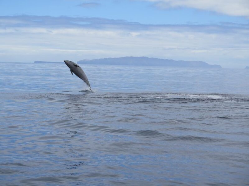 Madeira: Guaranteed Whales or Dolphins Watching Tour - Why This Tour Stands Out