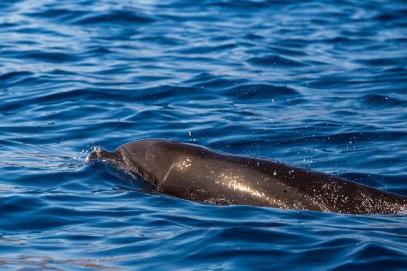 Madeira: Guaranteed Whales or Dolphins Watching Tour - The Itinerary and What to Expect