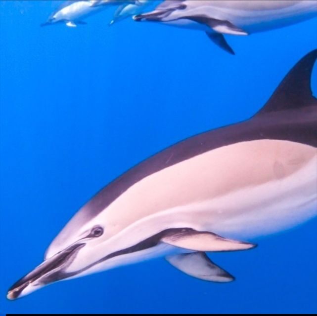 Madeira: Guaranteed Whales or Dolphins Watching Tour - The Value and Practicalities