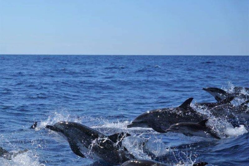 Madeira: Guaranteed Whales or Dolphins Watching Tour - Authentic Reviews: What Travelers Say
