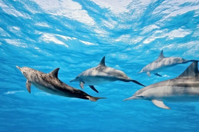Madeira: Guaranteed Whales or Dolphins Watching Tour - Who Will Love This Tour?
