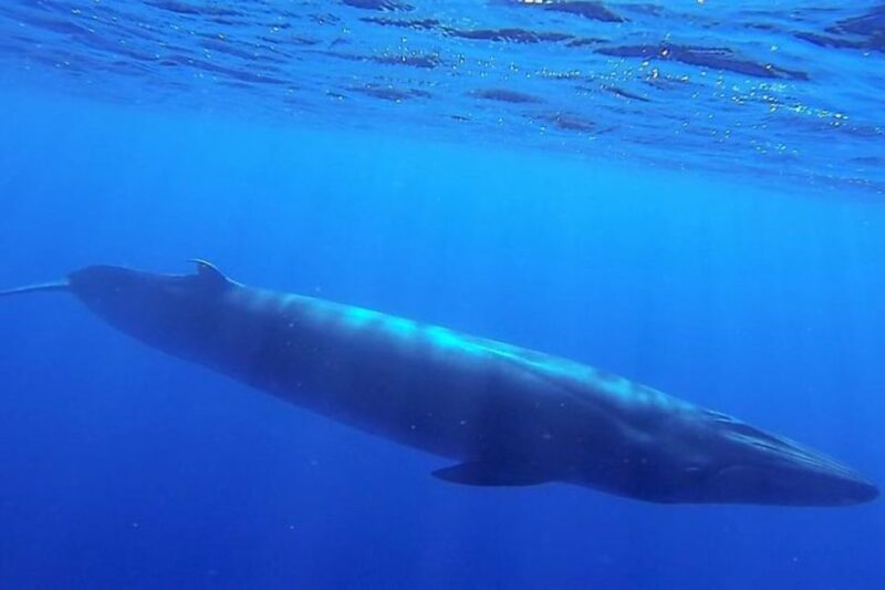 Madeira: Guaranteed Whales or Dolphins Watching Tour - The Sum Up