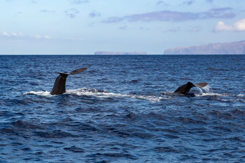 Madeira: Guaranteed Whales or Dolphins Watching Tour - FAQs