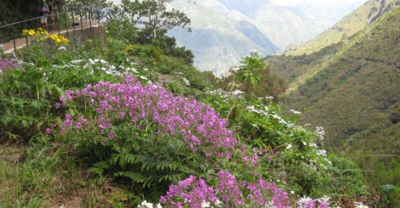 Madeira: Guided Full-Day Rabaçal Walk - An In-Depth Look at the Rabaçal Full-Day Walk