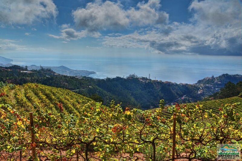 Madeira: Half-Day Nun's Valley and Sea Cliff Tour - Who should book this tour?