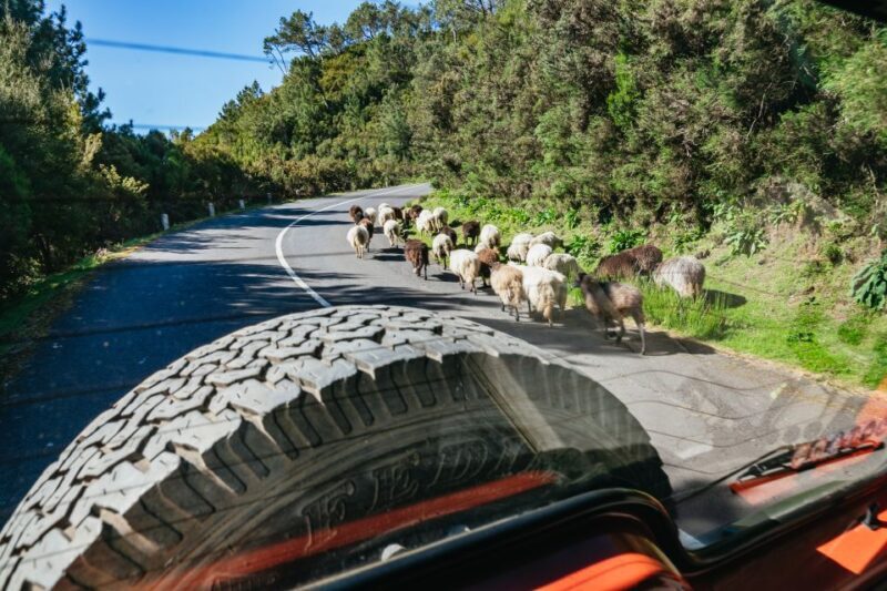 Madeira: Half-Day Pico Arieiro Jeep Tour - Authentic Experiences Highlighted by Travelers