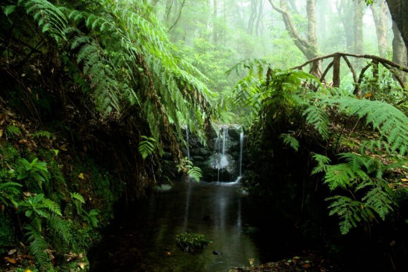 Madeira Island: Caldeirão Verde Levada Walk - Transportation and Duration: Making It Hassle-Free