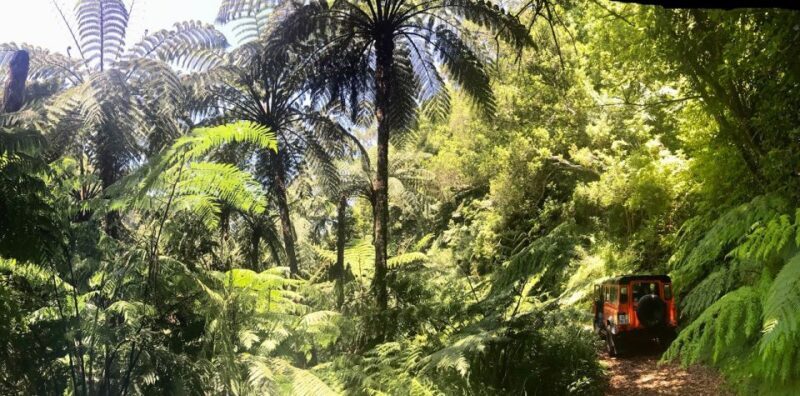 Madeira: Jeep 4x4 Old Forest Safari Tour with Pico Arieiro - Who Will Love This Tour?