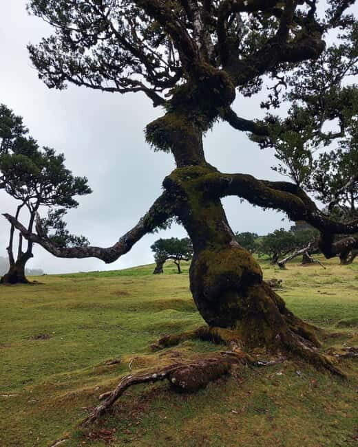 Madeira Jeep Safari Tour with Fanal Forest and Natural Pools - FAQ