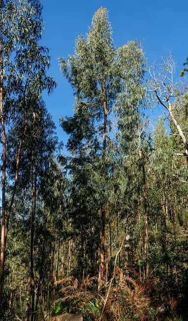 Madeira: Levada Paradise Valley Scenic Walk - Key Points