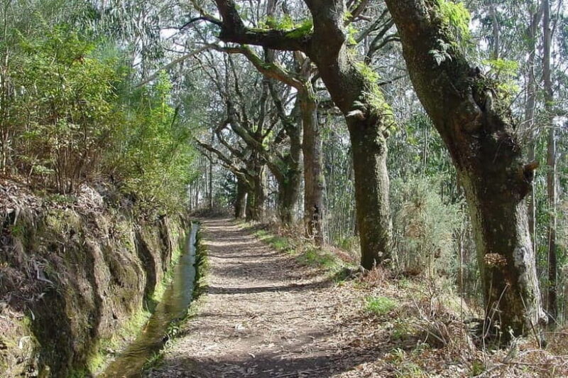 Madeira: Levada Paradise Valley Scenic Walk - An Overview of the Experience