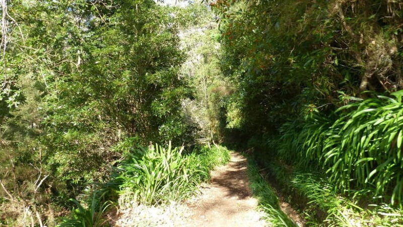 Madeira: Levada Paradise Valley Scenic Walk - Practical Details and What to Bring
