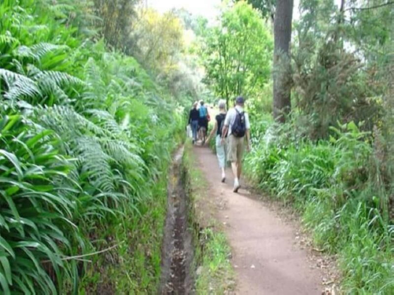 Madeira: Levada Paradise Valley Scenic Walk - What You Might Not Love