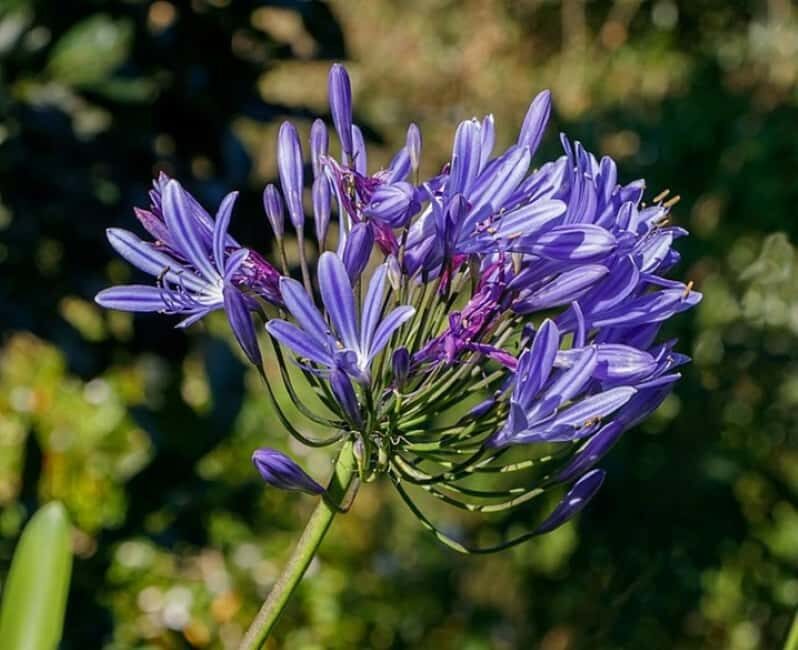 Madeira: Levada Paradise Valley Scenic Walk - FAQ