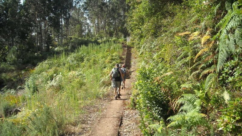 Madeira: Levada Referta  Castelejo Guided Walk - Discovering Madeira’s Hidden Charm