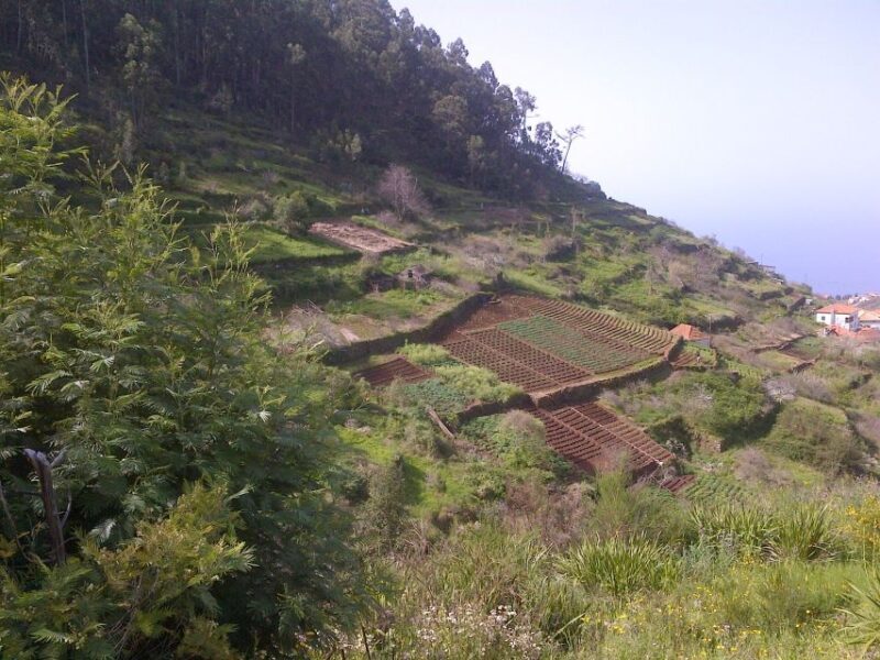 Madeira: Levado do Norte 2-Hour Hiking Tour - Madeira: Levado do Norte 2-Hour Hiking Tour – A Relaxed but Stunning Adventure