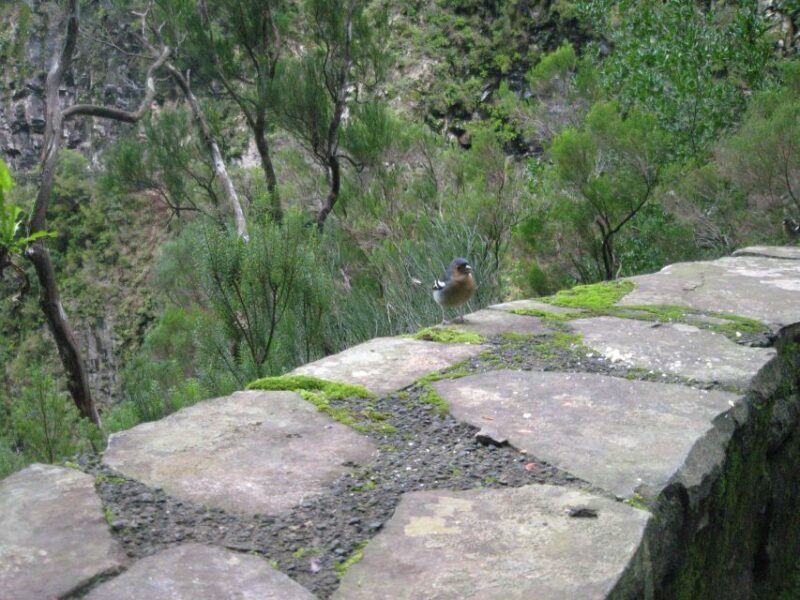 Madeira: Mountain Walk with Lagoon and Waterfalls - Final Thoughts: Is It Worth It?