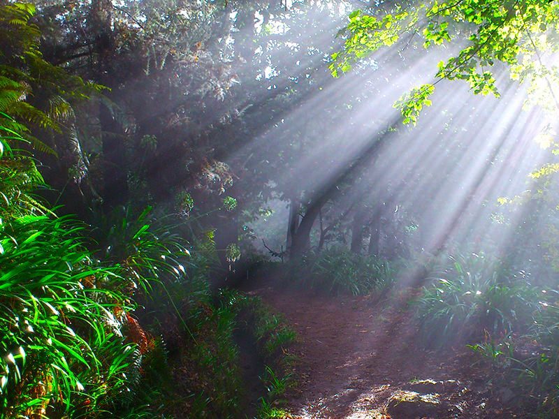 Madeira: Paradise Valley Levada Walk - An In-Depth Look at the Paradise Valley Levada Walk