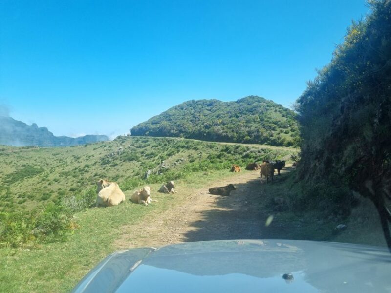 Madeira: Picturesque Peaks and Skywalk private 4x4 Jeep tour - An In-Depth Look at the Tour Experience