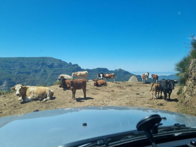 Madeira: Picturesque Peaks and Skywalk private 4x4 Jeep tour - Final Thoughts