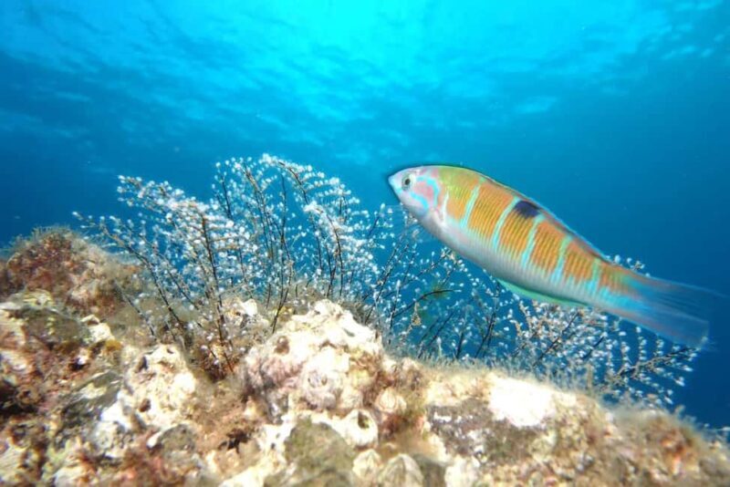 Madeira: Ponta de São Lourenço Shore Dive (certified divers) - Final thoughts