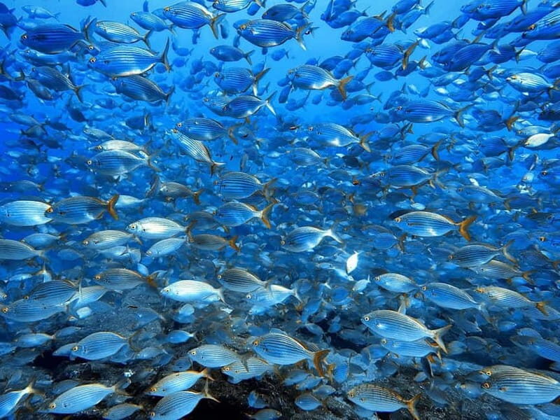 Madeira: Ponta de São Lourenço Snorkeling Boat trip - Who is This Trip Best For?