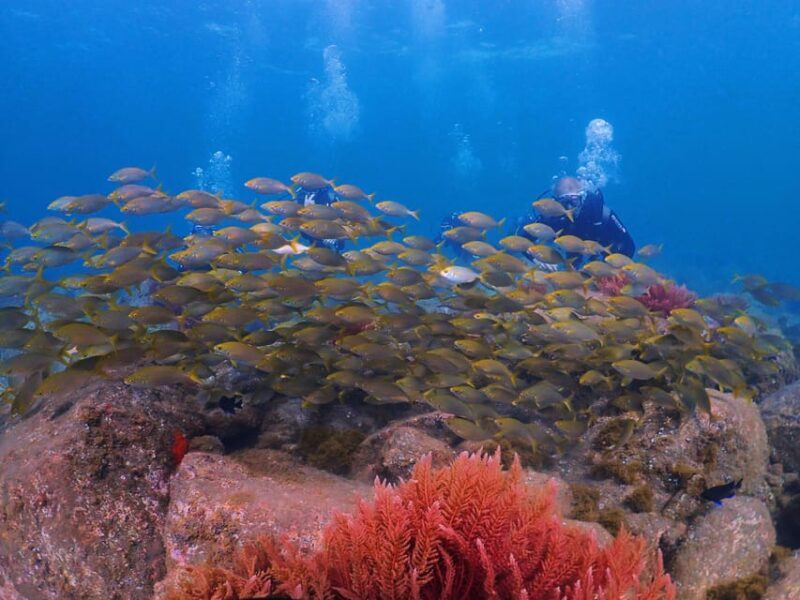 Madeira, Ponta São Lourenço: Scuba Diving for Beginners - What’s Included and What’s Not