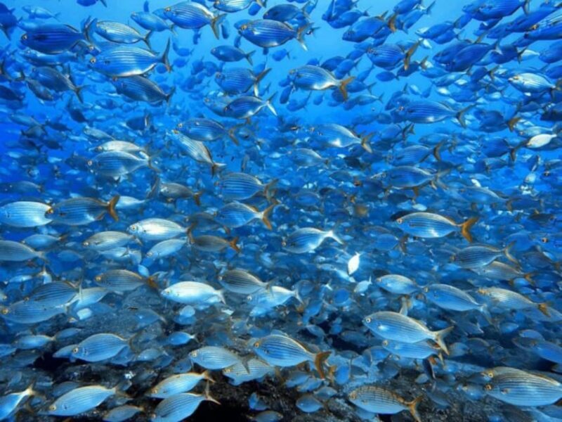 Madeira, Ponta São Lourenço: Scuba Diving for Beginners - The Experience Provider