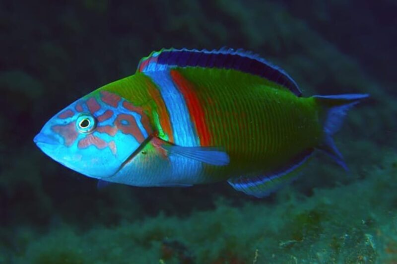 Madeira, Ponta São Lourenço: Scuba Diving for Beginners - FAQs