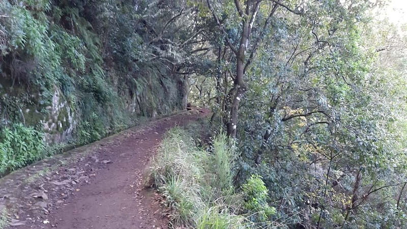 Madeira: Private 1.5-Kilometer Levada dos Balcões Hike PR11 - Who Will Love This Tour?