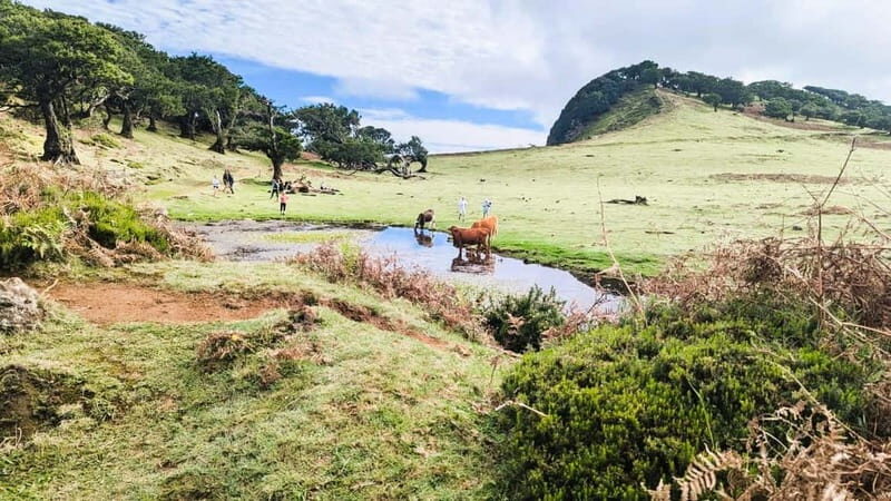 Madeira: Private 4x4 Nature Tour with Guide - The Sum Up: Who Should Consider This Tour?