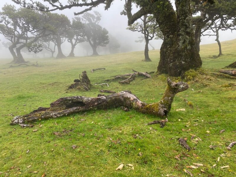 Madeira private 4x4 tour: North-West Coast - What to Expect from the Route