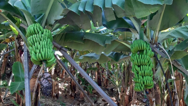 Madeira: Private Banana Farm Tour with Pickup - An In-Depth Look at the Tour