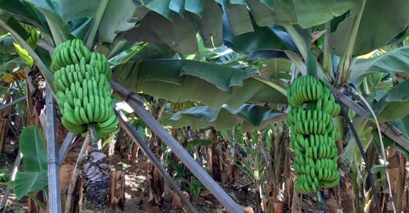 Madeira: Private Banana Farm Tour with Pickup - The Experience from Travelers’ Perspectives